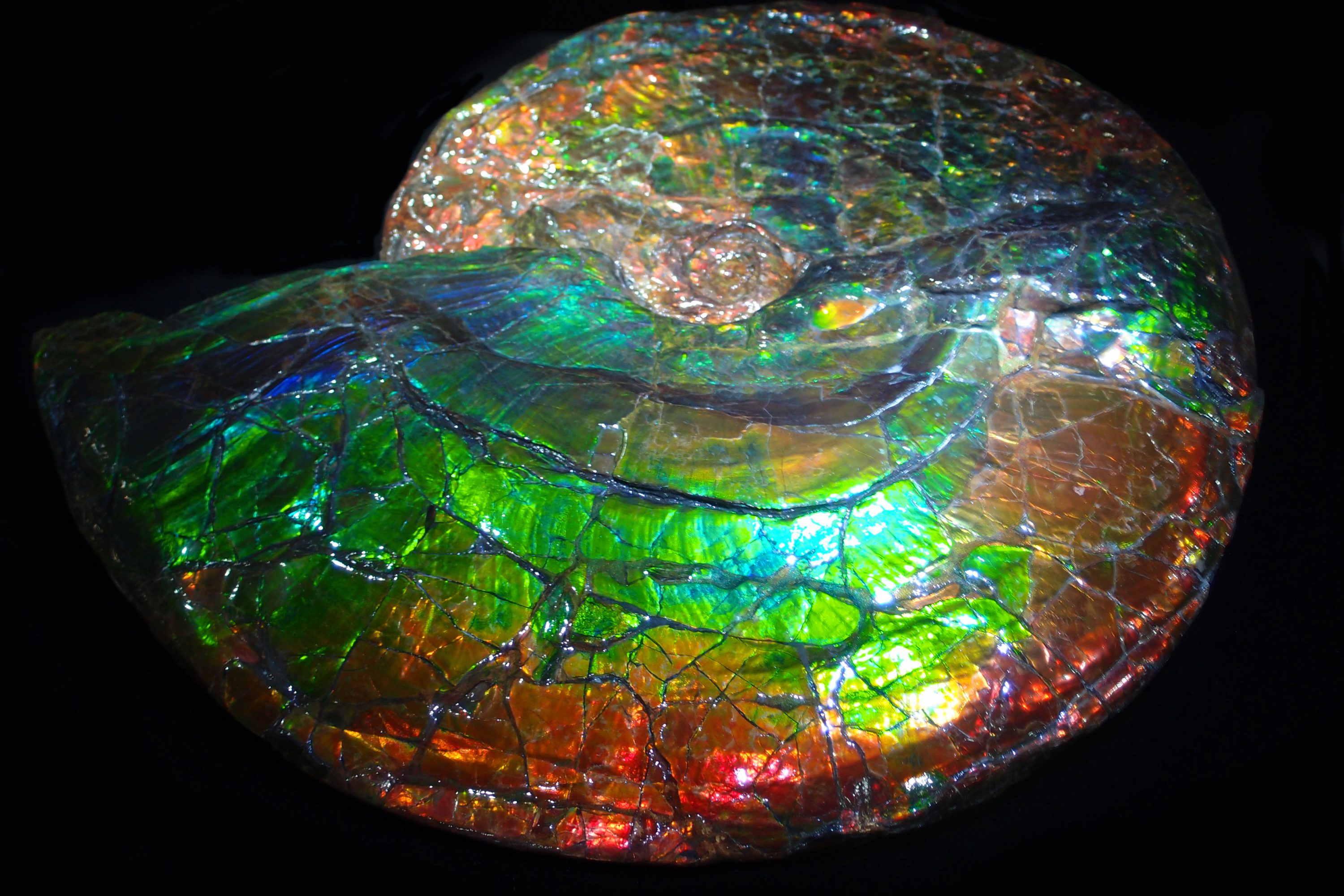 Colorful Ammonite | M Natural History Institute | 민자연사연구소